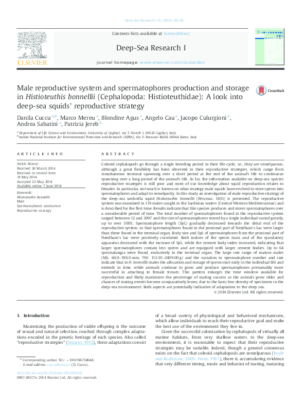 (PDF) Male reproductive system and spermatophores production and ...