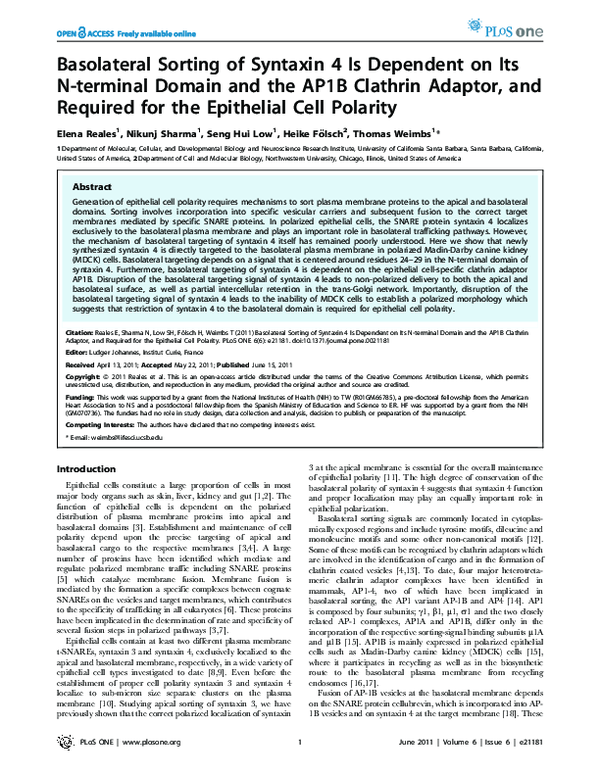 (PDF) Basolateral Sorting of Syntaxin 4 Is Dependent on Its N-terminal ...