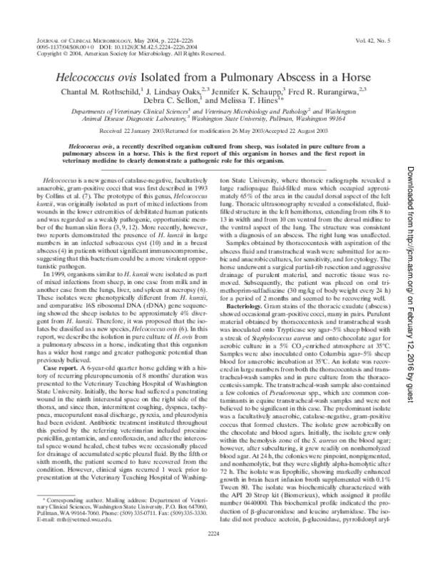 (PDF) Helcococcus ovis Isolated from a Pulmonary Abscess in a Horse