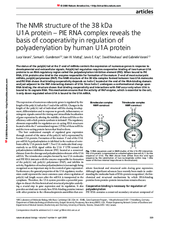 (PDF) The NMR structure of the 38 kDa U1A protein - PIE RNA complex reveals the basis of ...