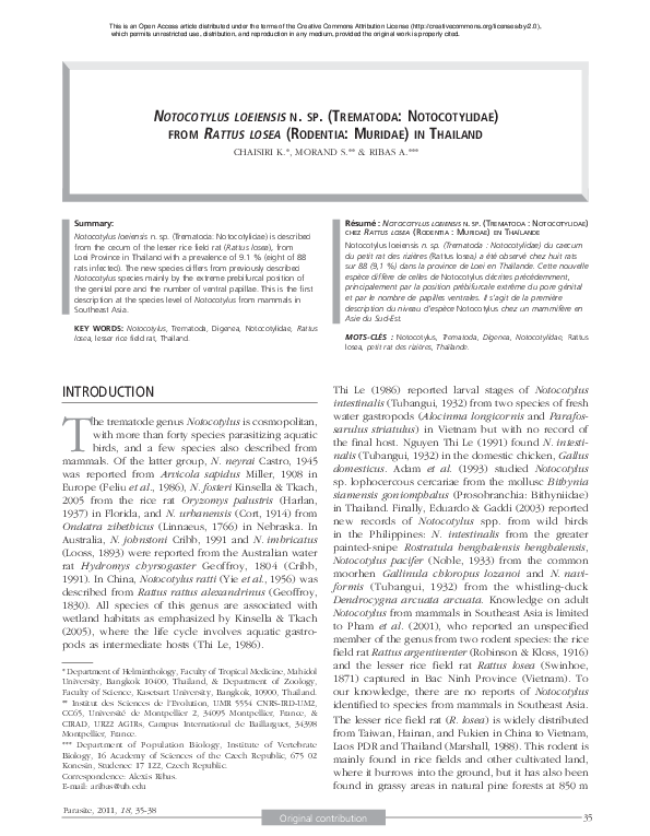 (PDF) Notocotylus loeiensis n. sp. (Trematoda: Notocotylidae) from ...