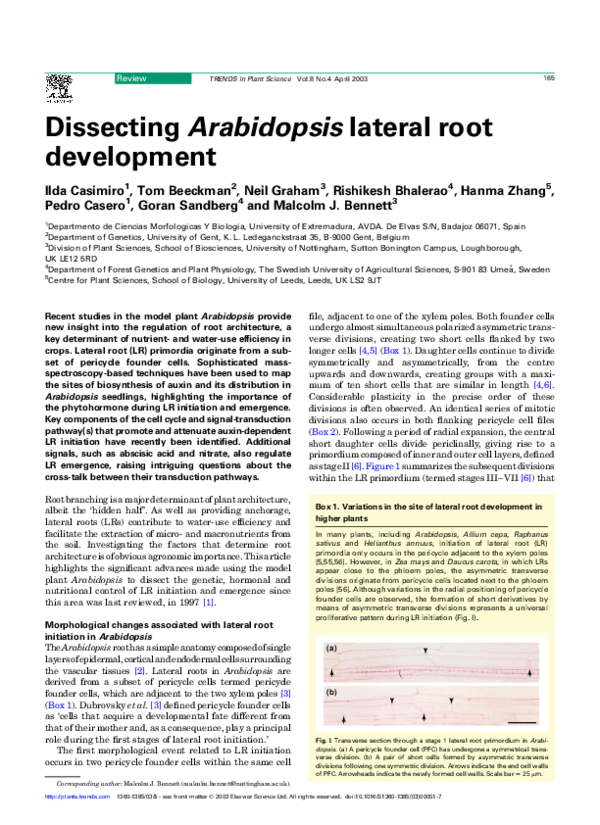 (PDF) Dissecting Arabidopsis lateral root development