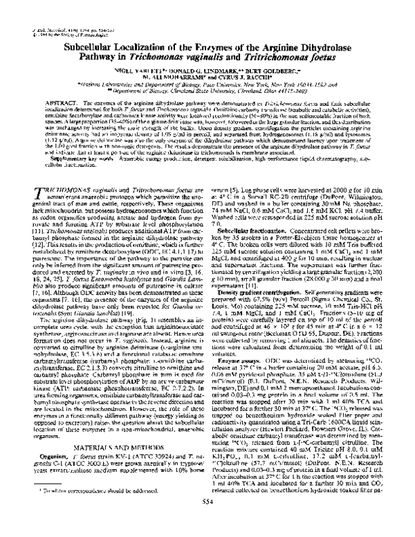 (PDF) Hydrogenosomes in a mixed isolate of Isotricha prostoma and ...