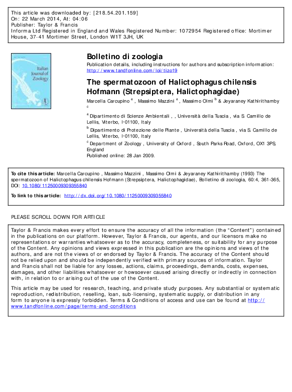 (PDF) The spermatozoon of Halictophagus chilensis Hofmann (Strepsiptera ...