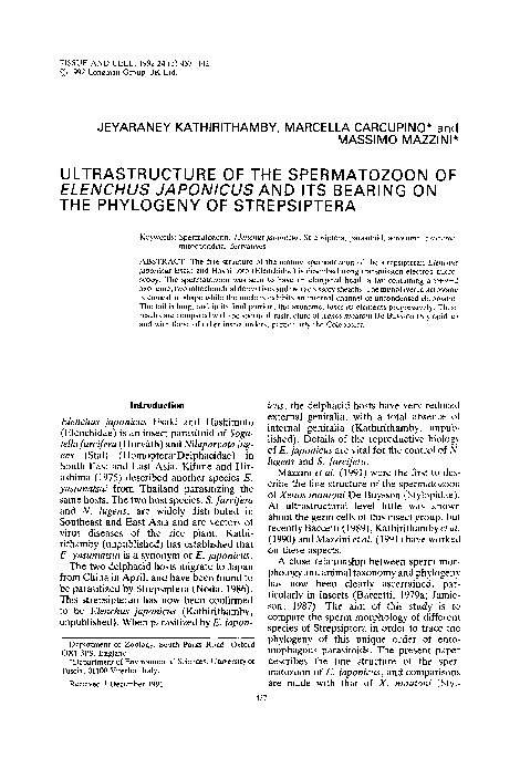 (PDF) Ultrastructure of the spermatozoon ofElenchus japonicus and its ...