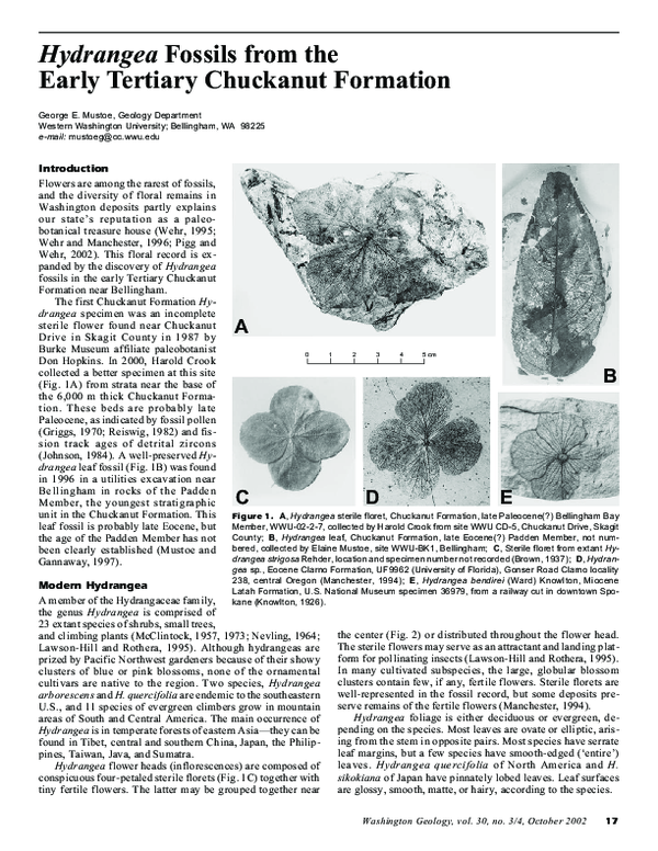 Hydrangea Fossils from the Early Tertiary Chuckanut Formation