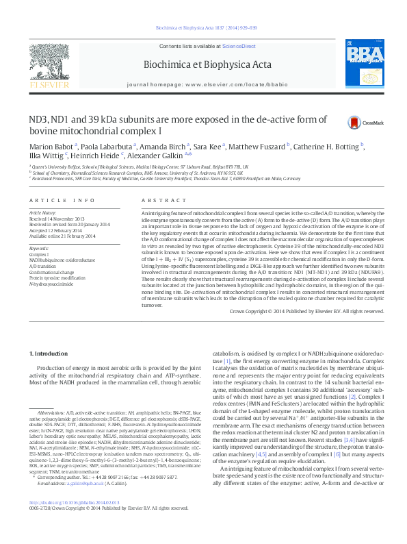 (PDF) ND3, ND1 and 39kDa subunits are more exposed in the de-active ...