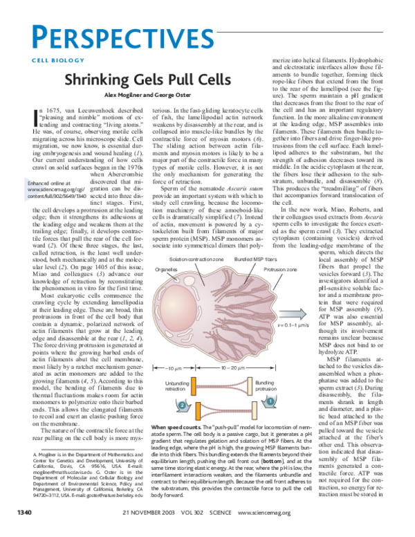 (PDF) CELL BIOLOGY: Enhanced: Shrinking Gels Pull Cells