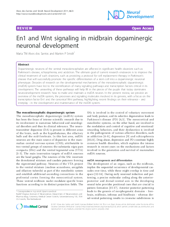 (PDF) En1 and Wnt signaling in midbrain dopaminergic neuronal development