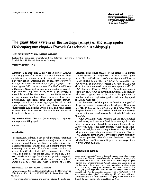 (PDF) The giant fiber system in the forelegs (whips) of the whip spider ...