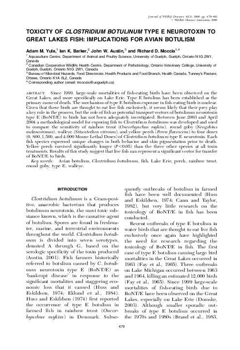(PDF) TOXICITY OF CLOSTRIDIUM BOTULINUM TYPE E NEUROTOXIN TO GREAT ...