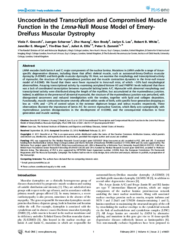 (PDF) Uncoordinated Transcription and Compromised Muscle Function in ...