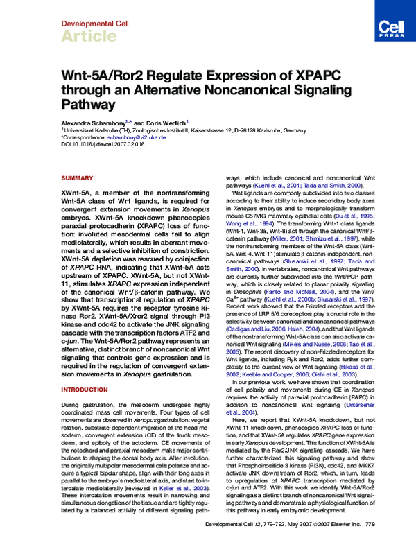 (PDF) Wnt-5A/Ror2 Regulate Expression of XPAPC through an Alternative ...
