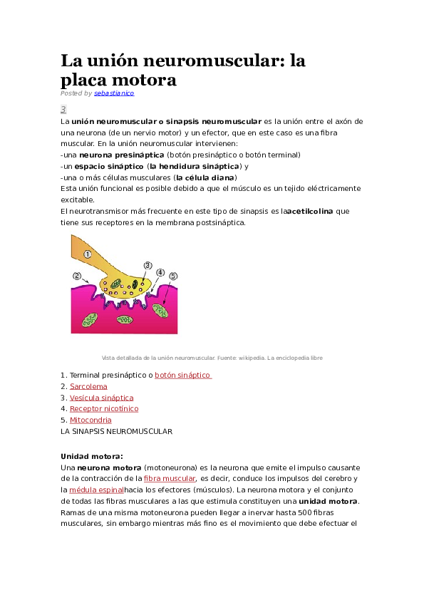 (DOC) La unión neuromuscular: la placa motora