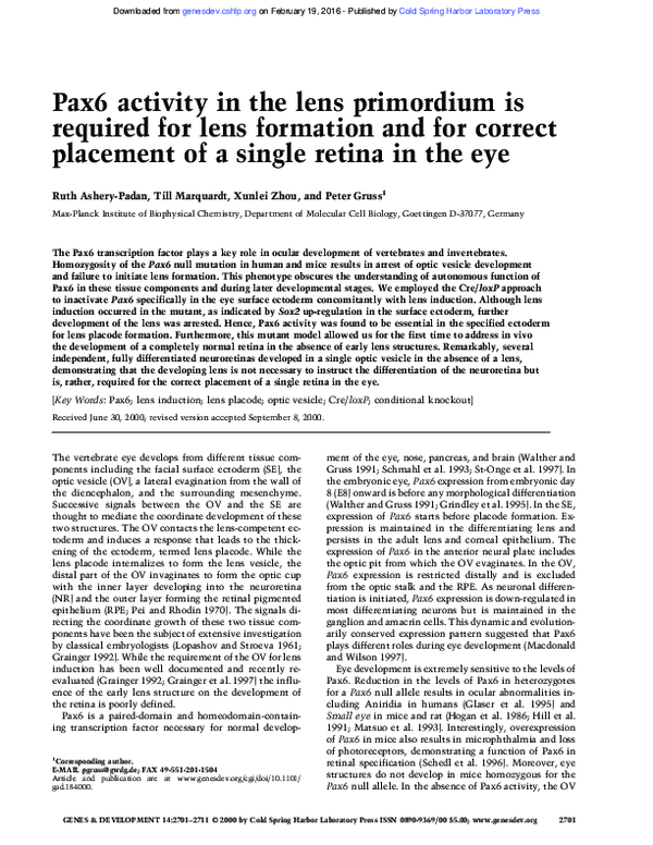 (PDF) Pax6 activity in the lens primordium is required for lens ...