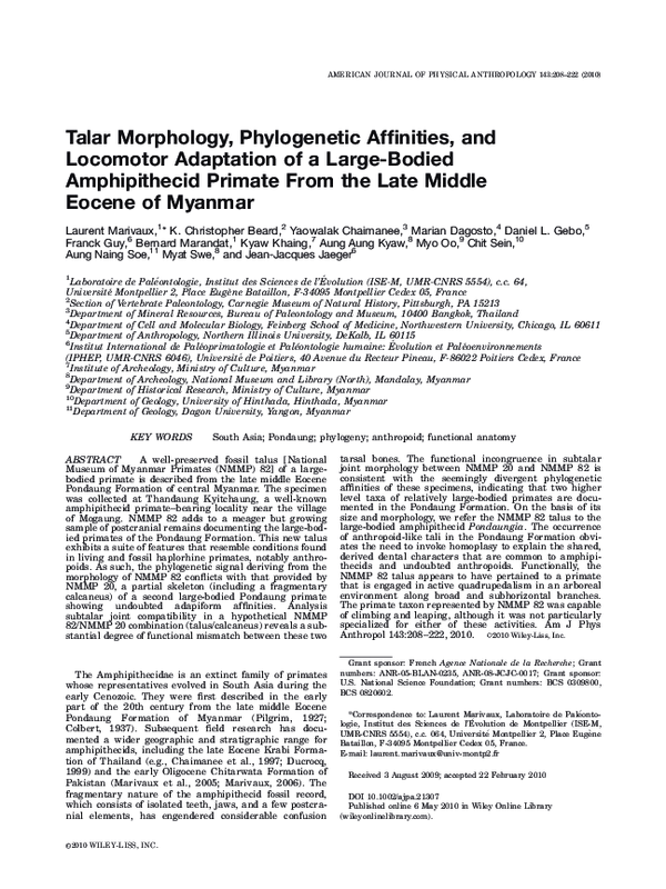 (PDF) Talar morphology, phylogenetic affinities, and locomotor ...