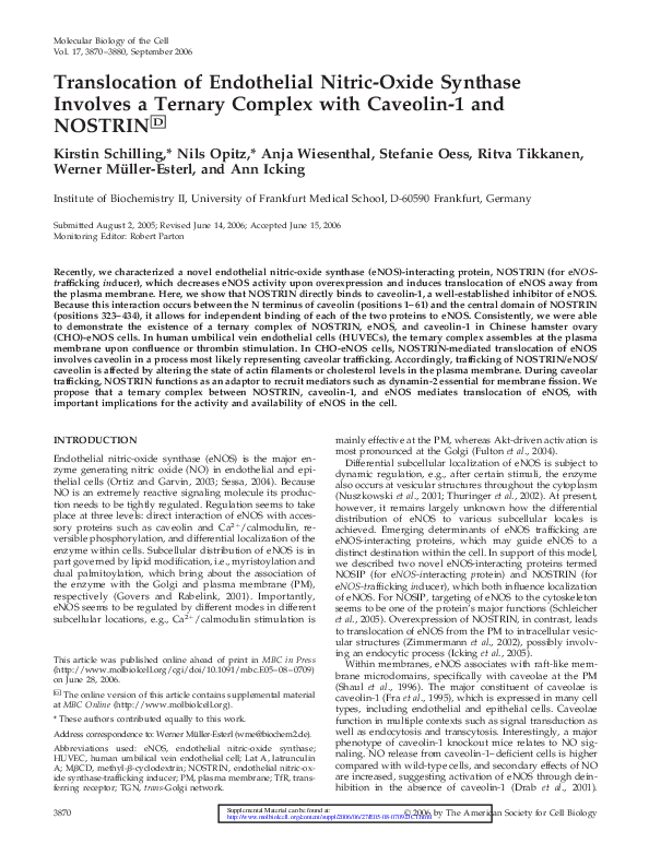 (PDF) Translocation of Endothelial Nitric-Oxide Synthase Involves a ...