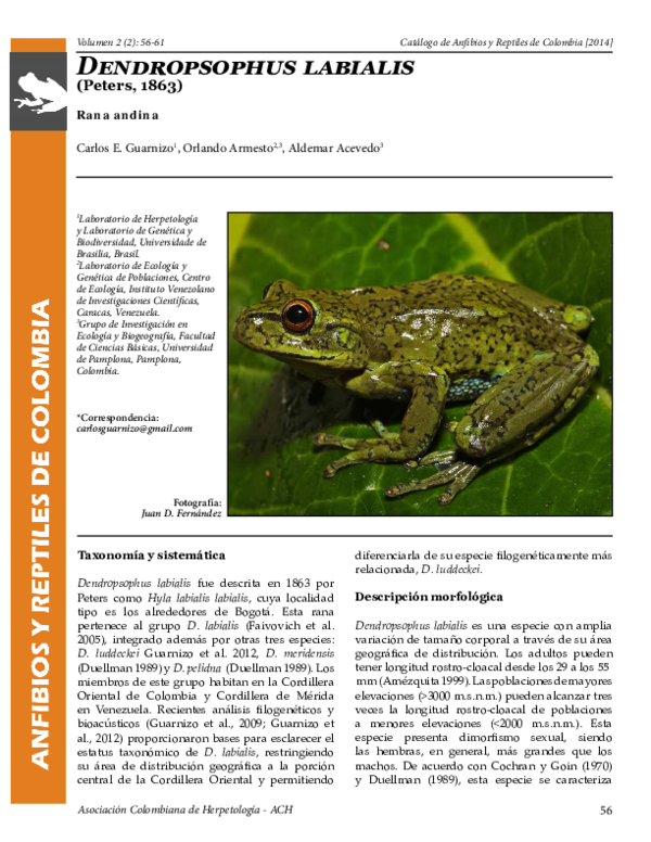 (PDF) Dendropsophus labialis (Catálogo de Anfibios y Reptiles de Colombia)