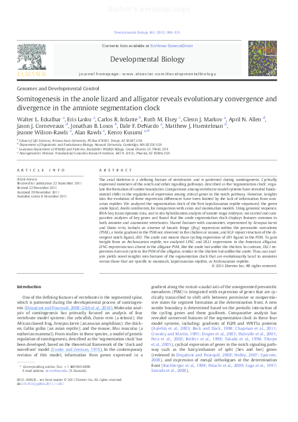 (PDF) Major shifts in the evolution of somitogenesis: The reptile ...