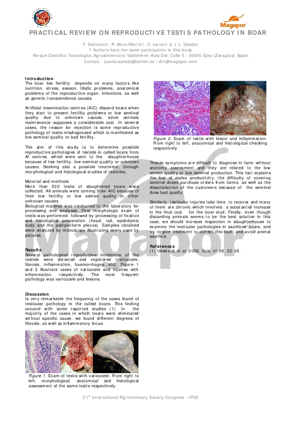 (PDF) Practical review on reproductive testis pathology in boar