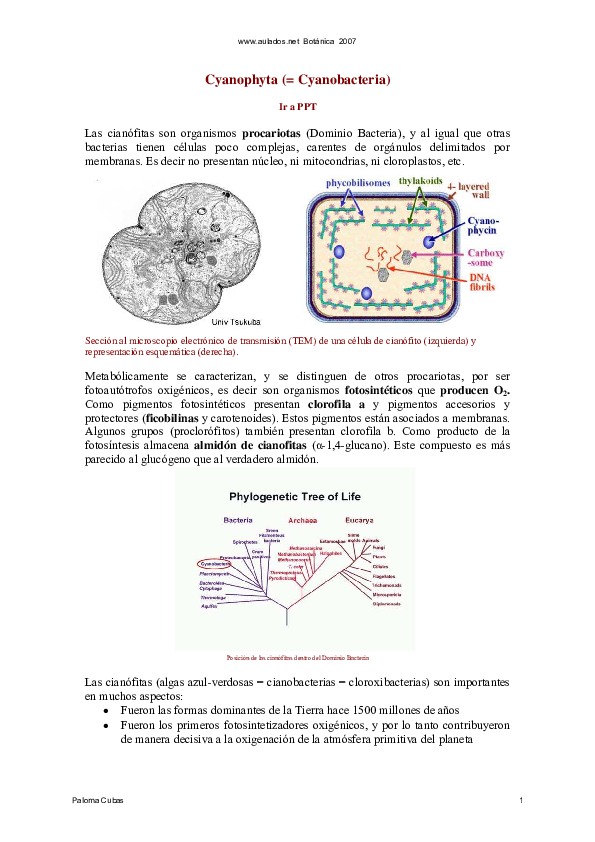 (PDF) Cyanophyta (= Cyanobacteria