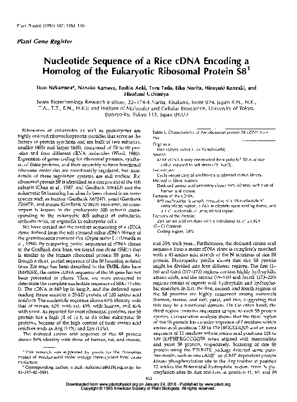 (PDF) Nucleotide sequence of a rice cDNA encoding a homolog of the eukaryotic ribosomal protein S8