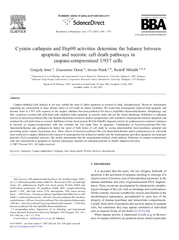 (PDF) Cystein cathepsin and Hsp90 activities determine the balance ...