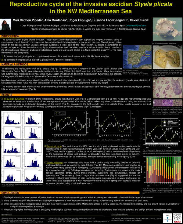 (PDF) Reproductive cycle of the invasive ascidian Styela plicata p y y ...