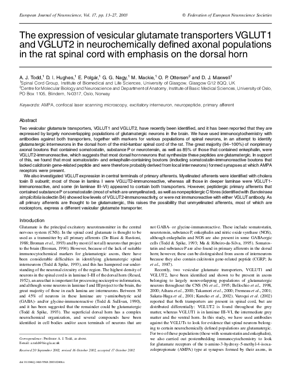 (PDF) The expression of vesicular glutamate transporters VGLUT1 and ...