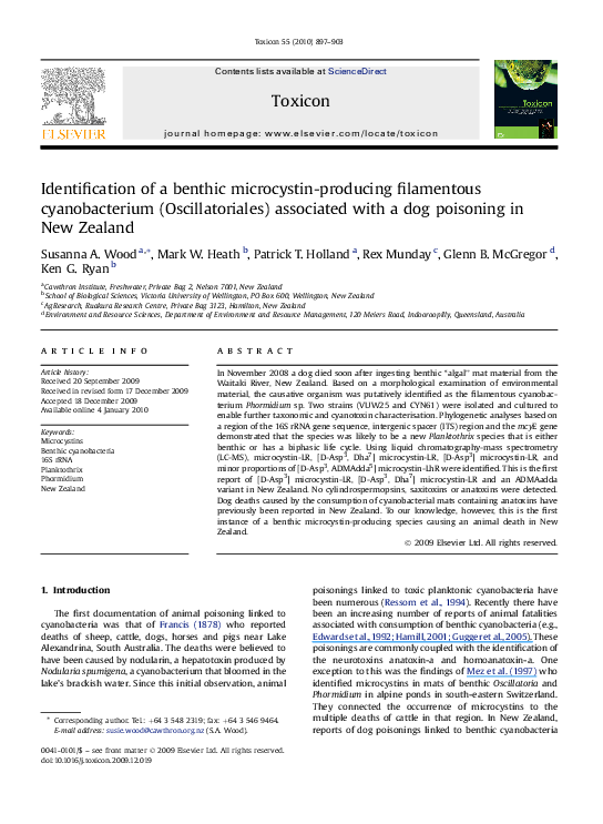 Oscillatoriales Cyanobacterium