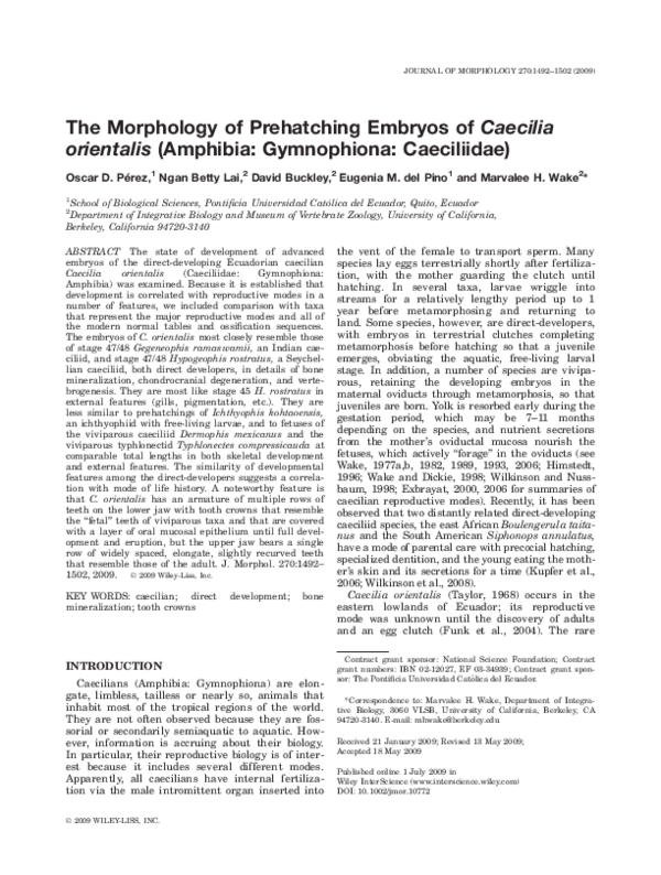 (PDF) The morphology of prehatching embryos of Caecilia orientalis ...