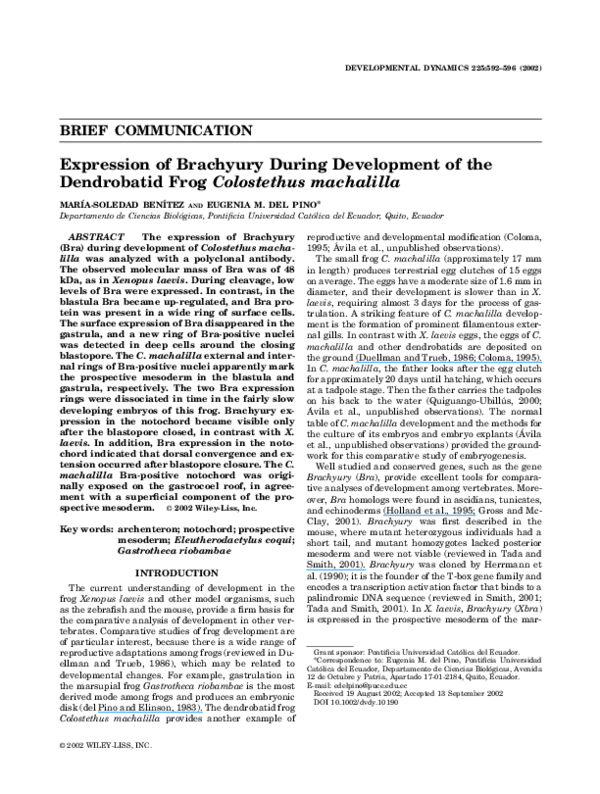 (PDF) Expression of Brachyury during development of the dendrobatid ...