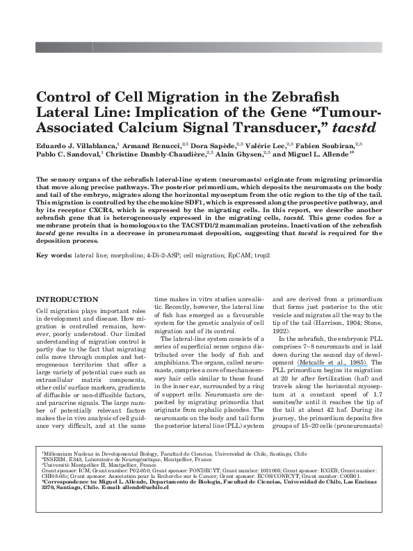 (PDF) Control of cell migration in the zebrafish lateral line ...