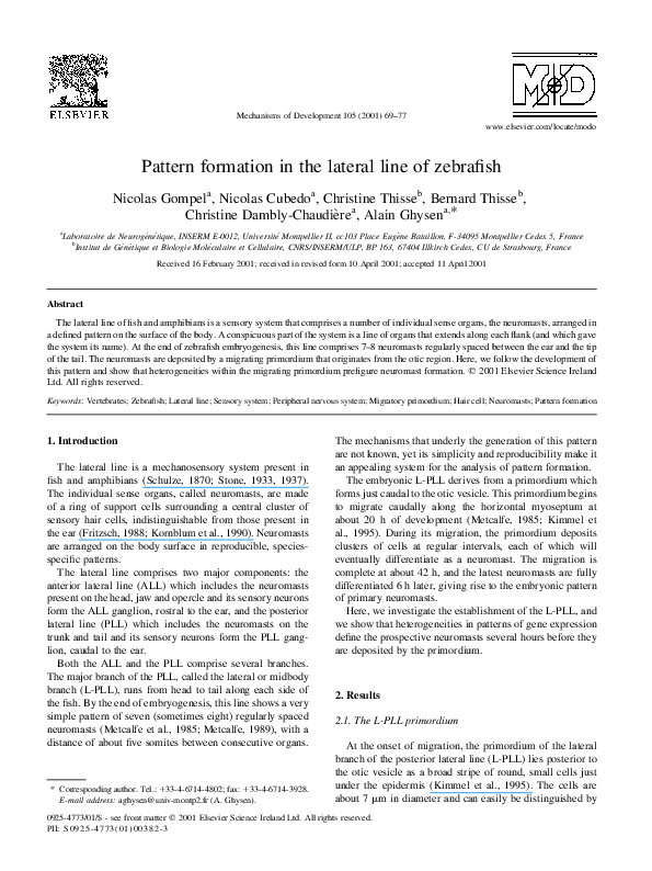 (PDF) Pattern formation in the lateral line of zebrafish