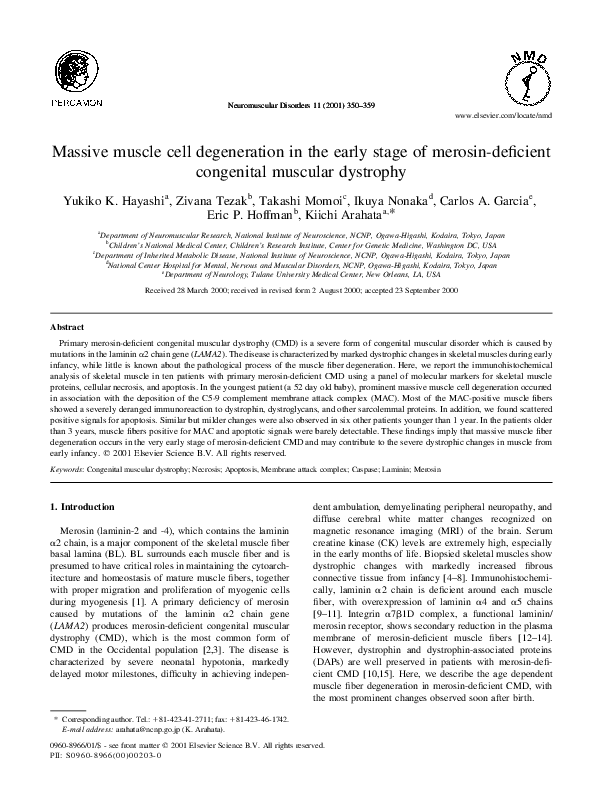(PDF) Massive muscle cell degeneration in the early stage of merosin ...