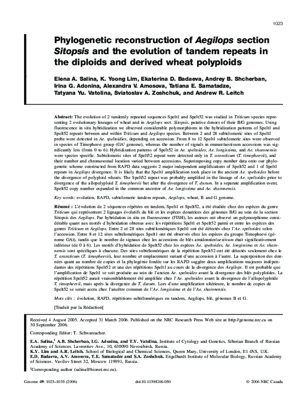 (PDF) Phylogenetic reconstruction of Aegilops section Sitopsis and the ...