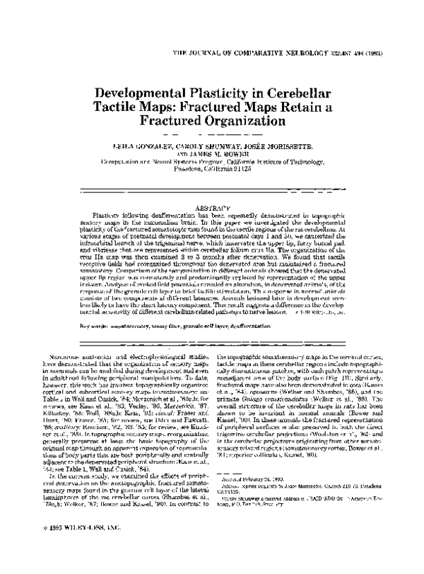 (PDF) Developmental plasticity in cerebellar tactile maps: Fractured maps retain a fractured ...