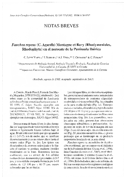 (PDF) Fauchea repens (C. Agardh) Montagne et Bory (Rhodymeniales ...