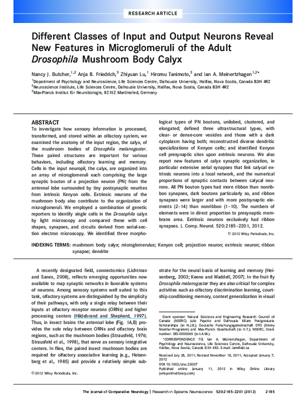 Pdf Different Classes Of Input And Output Neurons Reveal New Features