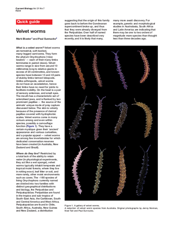 (PDF) Velvet worms