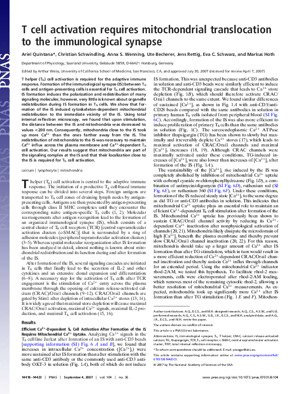 (PDF) T cell activation requires mitochondrial translocation to the ...