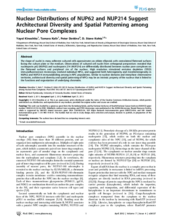(PDF) Nuclear Distributions of NUP62 and NUP214 Suggest Architectural ...