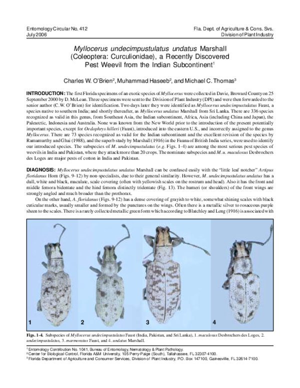 (PDF) Myllocerus undecimpustulatus undatus Marshall (Coleoptera ...