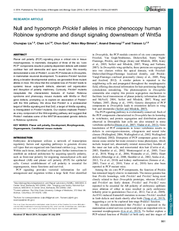 (PDF) Null and hypomorph Prickle1 alleles in mice phenocopy human ...