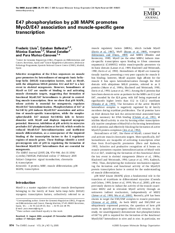 (PDF) E47 phosphorylation by p38 MAPK promotes MyoD/E47 association and ...