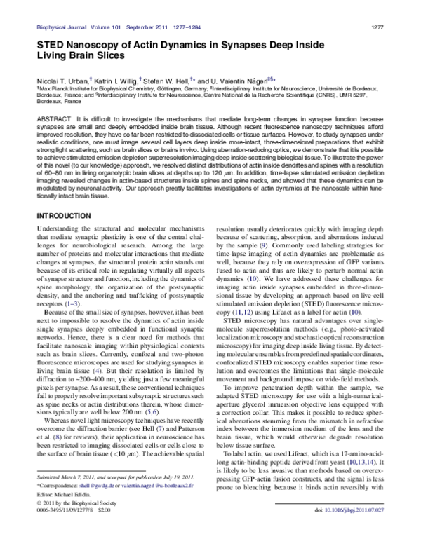 (PDF) STED Nanoscopy of Actin Dynamics in Synapses Deep Inside Living ...
