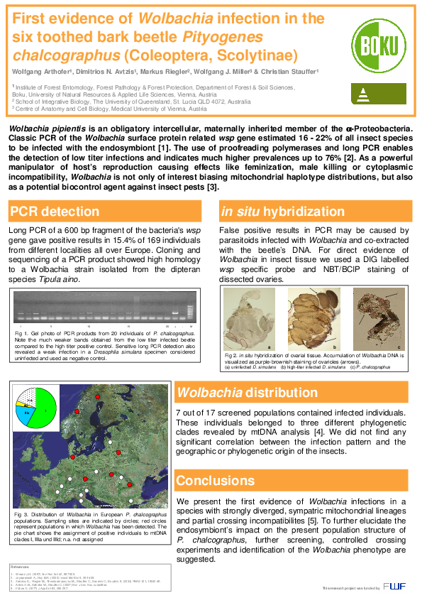 (PDF) First evidence of Wolbachia infection in the six toothed bark ...