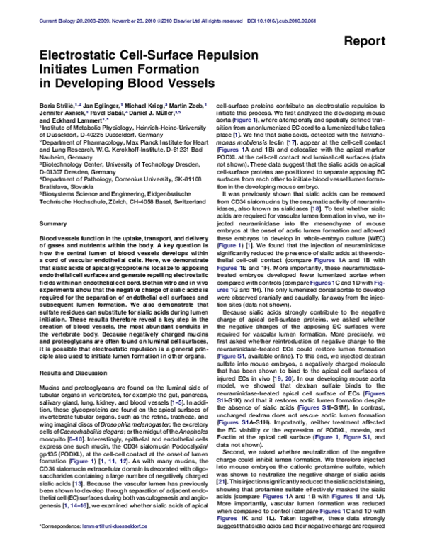 (PDF) Electrostatic Cell-Surface Repulsion Initiates Lumen Formation in ...