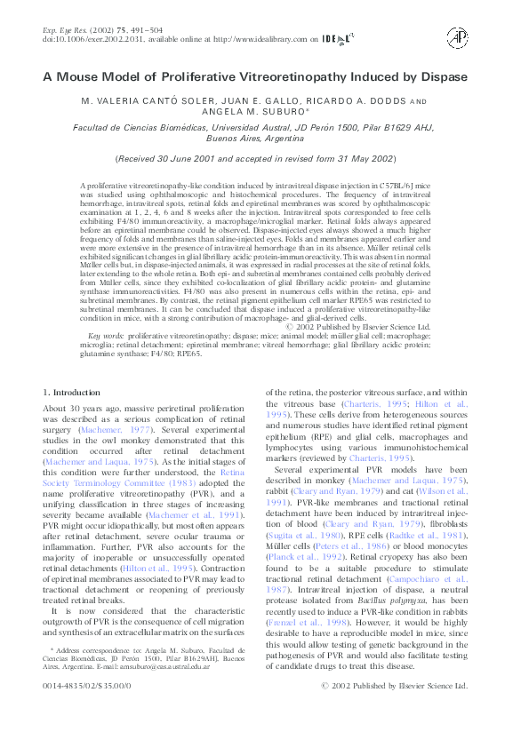 (PDF) A Mouse Model of Proliferative Vitreoretinopathy Induced by Dispase