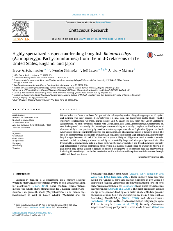 (PDF) Highly specialized suspension-feeding bony fish Rhinconichthys ...